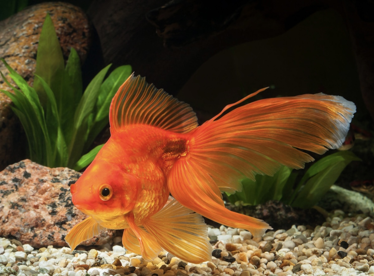 Be a goldfish – Heart Matters Blog